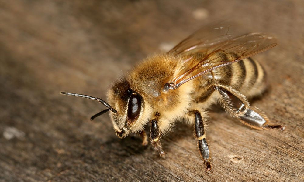 Africanized-Honey-Bee - Carefreekids
